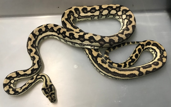 Tiger Possible Het Axanthic Coastal Carpet Python by RAD Reptiles