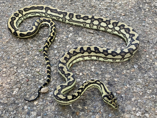 Tiger Possible Het Axanthic Coastal Carpet Python by RAD Reptiles