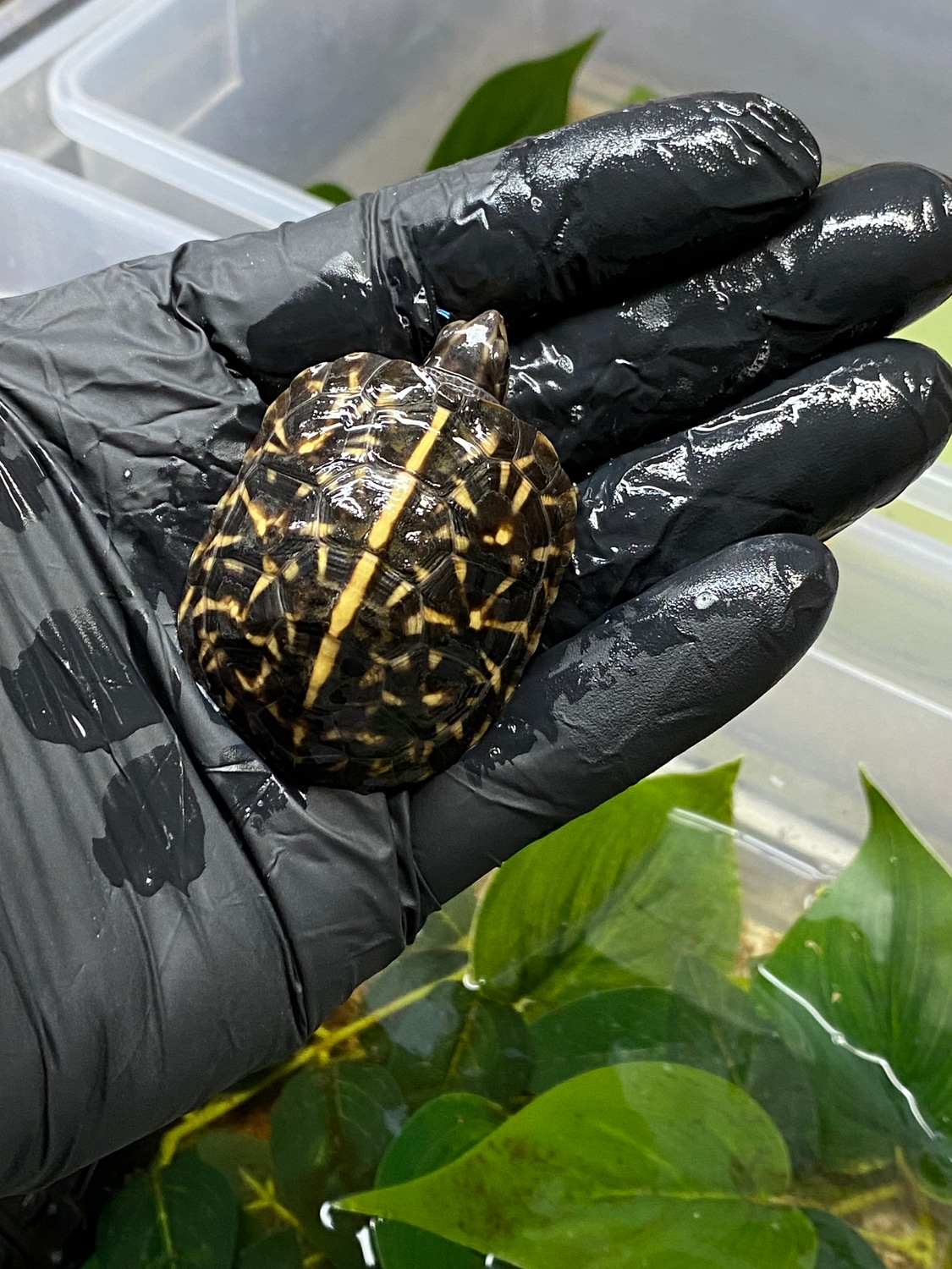 Florida Box Turtle