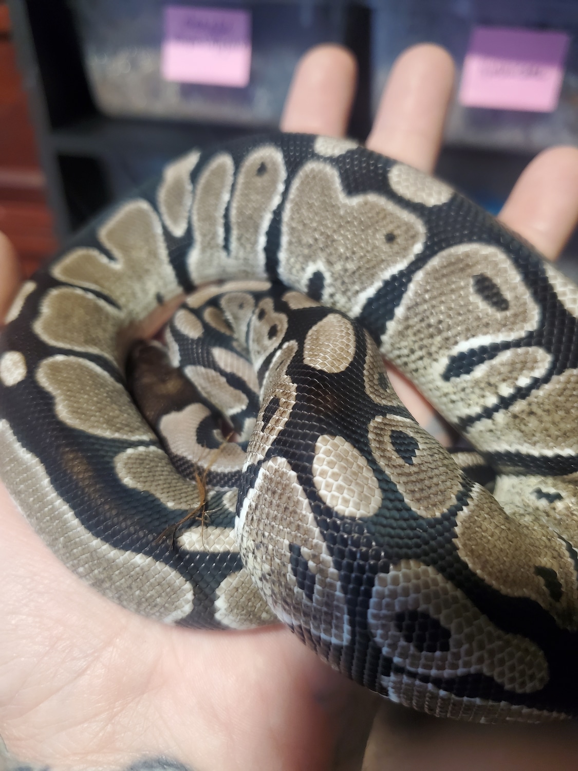 Axanthic VPI Pos Het Piebald Ball Python by RadAzzDesigns - MorphMarket