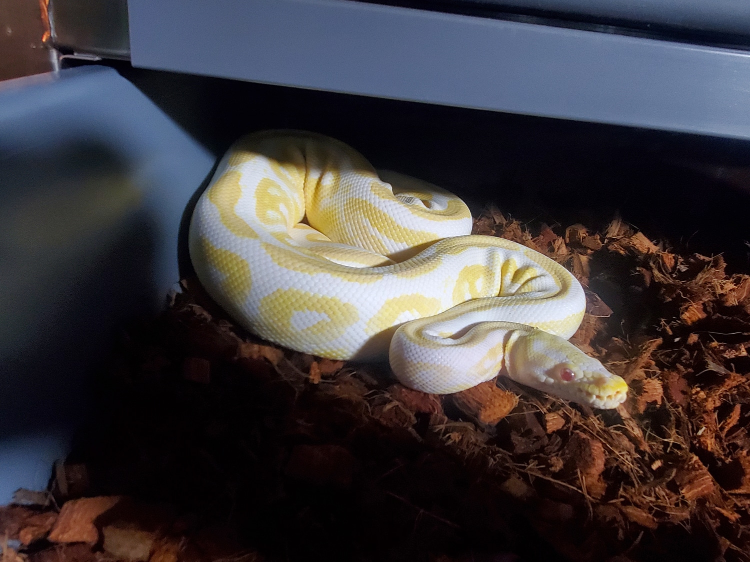 Albino Chocolate Black Pastel F Ball Python by RadAzzDesigns - MorphMarket