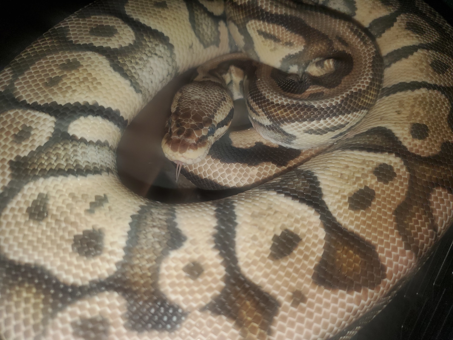 Vanilla Pastel Poss YB Het Clown Ball Python by RadAzzDesigns - MorphMarket