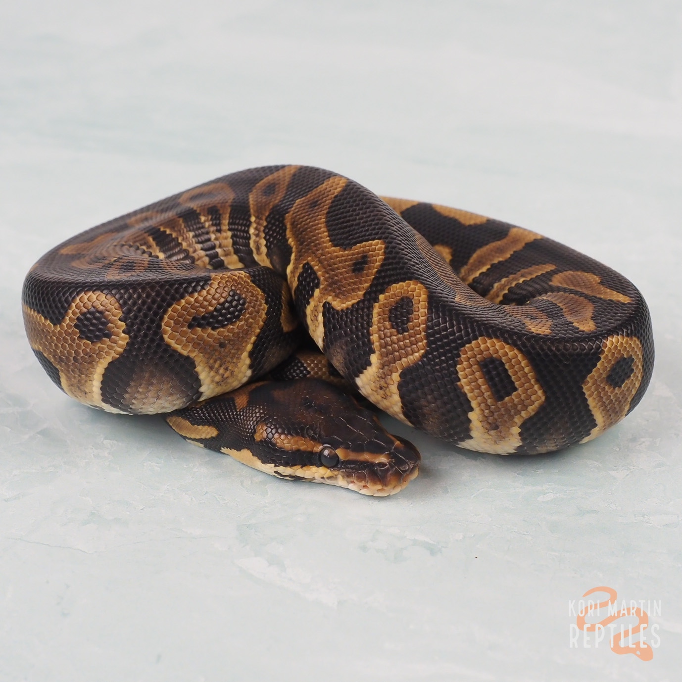 Chocolate Leopard Het Clown Het Hypo Ball Python by Kori Martin ...