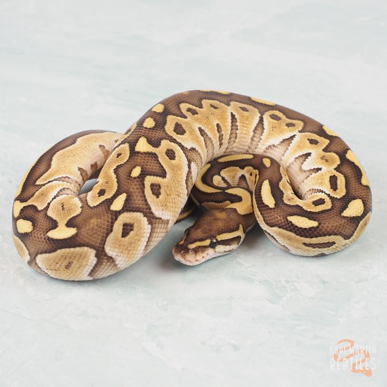 Lesser Het Clown Ball Python by Kori Martin Reptiles