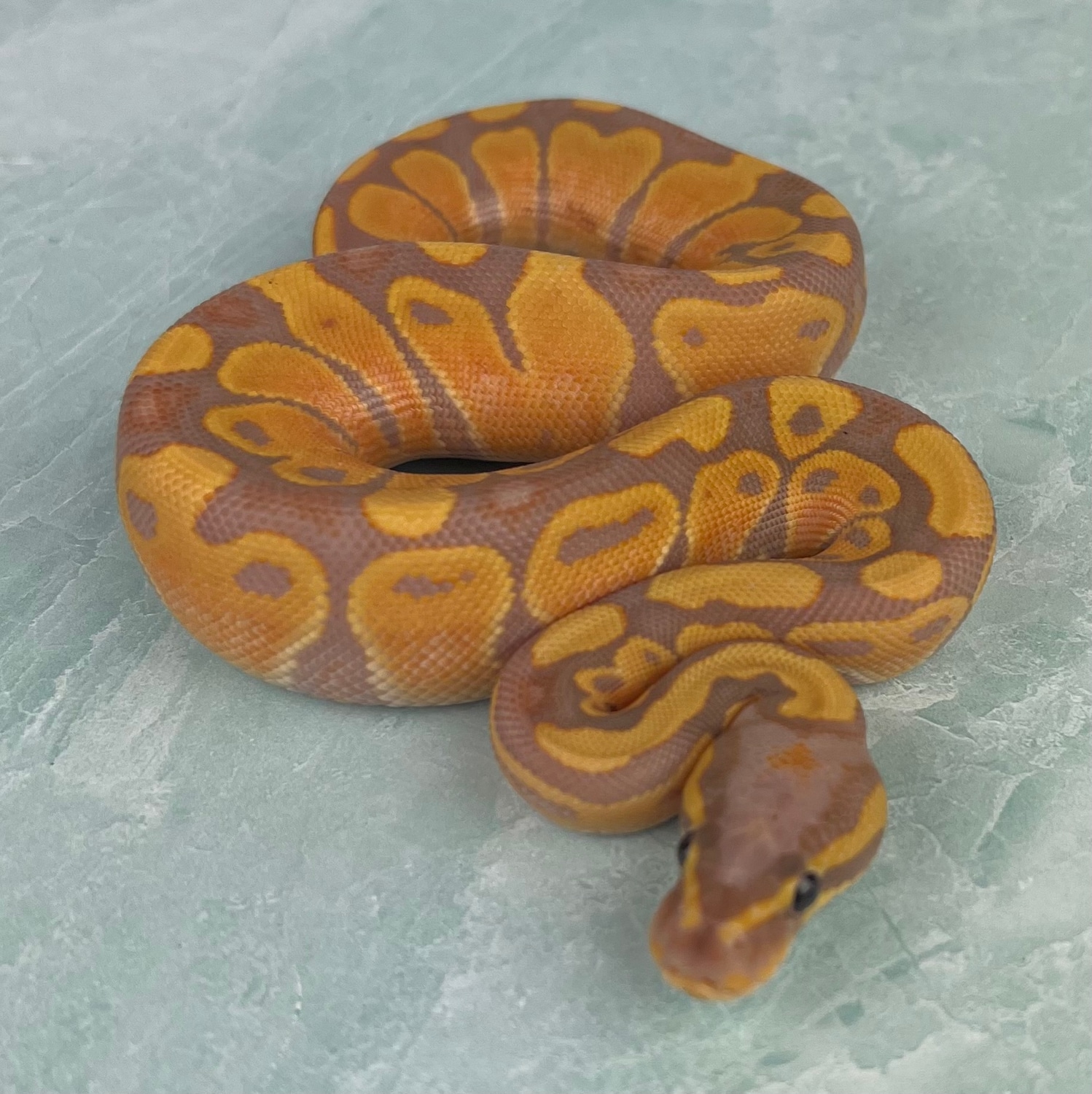 Coral Glow 66% Ph Pied Ball Python by Kori Martin Reptiles - MorphMarket