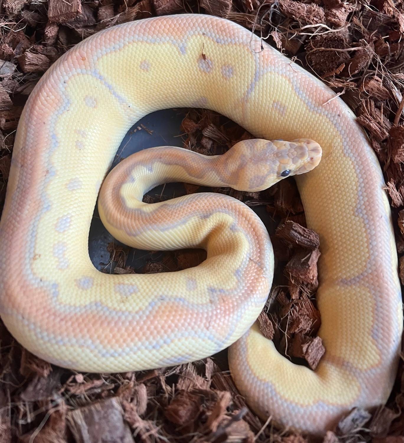 Coral Glow Leopard Clown (Female-maker) Ball Python by Kori Martin ...