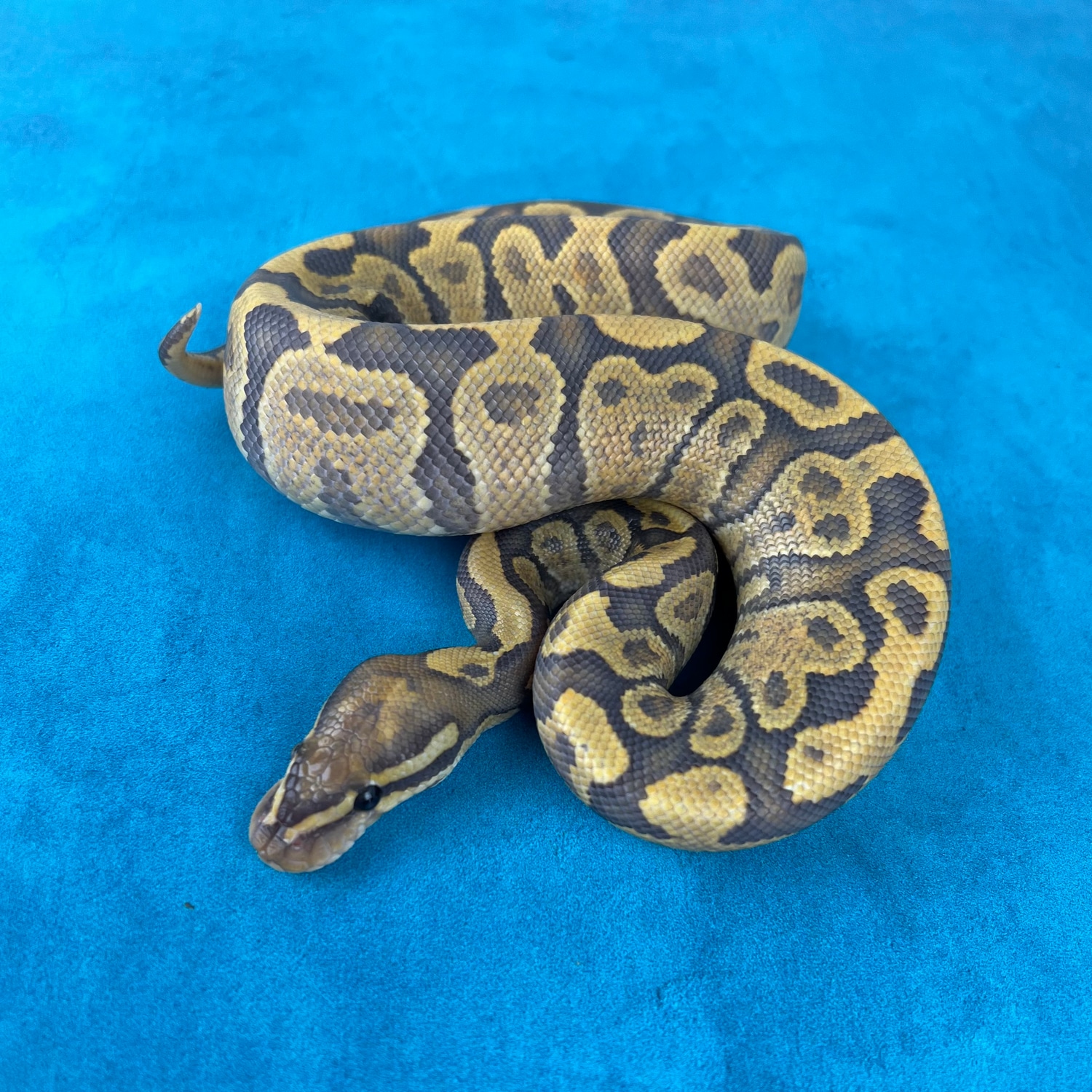 Fire Hypo Het Black Axanthic Ball Python by Kori Martin Reptiles ...