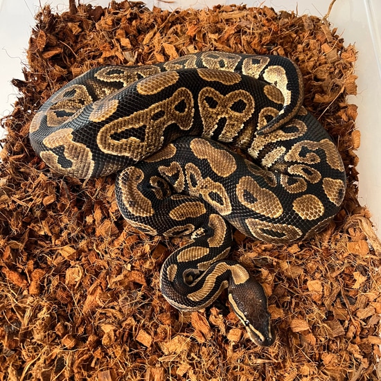 Huffman Ball Python by Kori Martin Reptiles