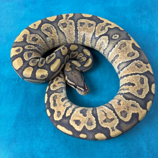 Fire Hypo Het Black Axanthic Ball Python by Kori Martin Reptiles ...