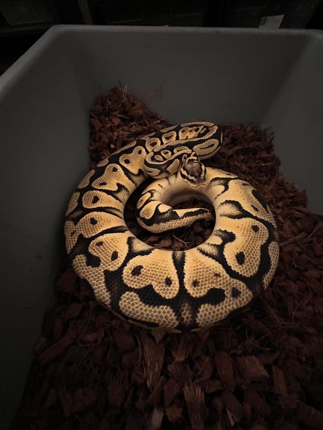 Pastel Orange Dream Vanilla Het Clown Ball Python by Kori Martin ...