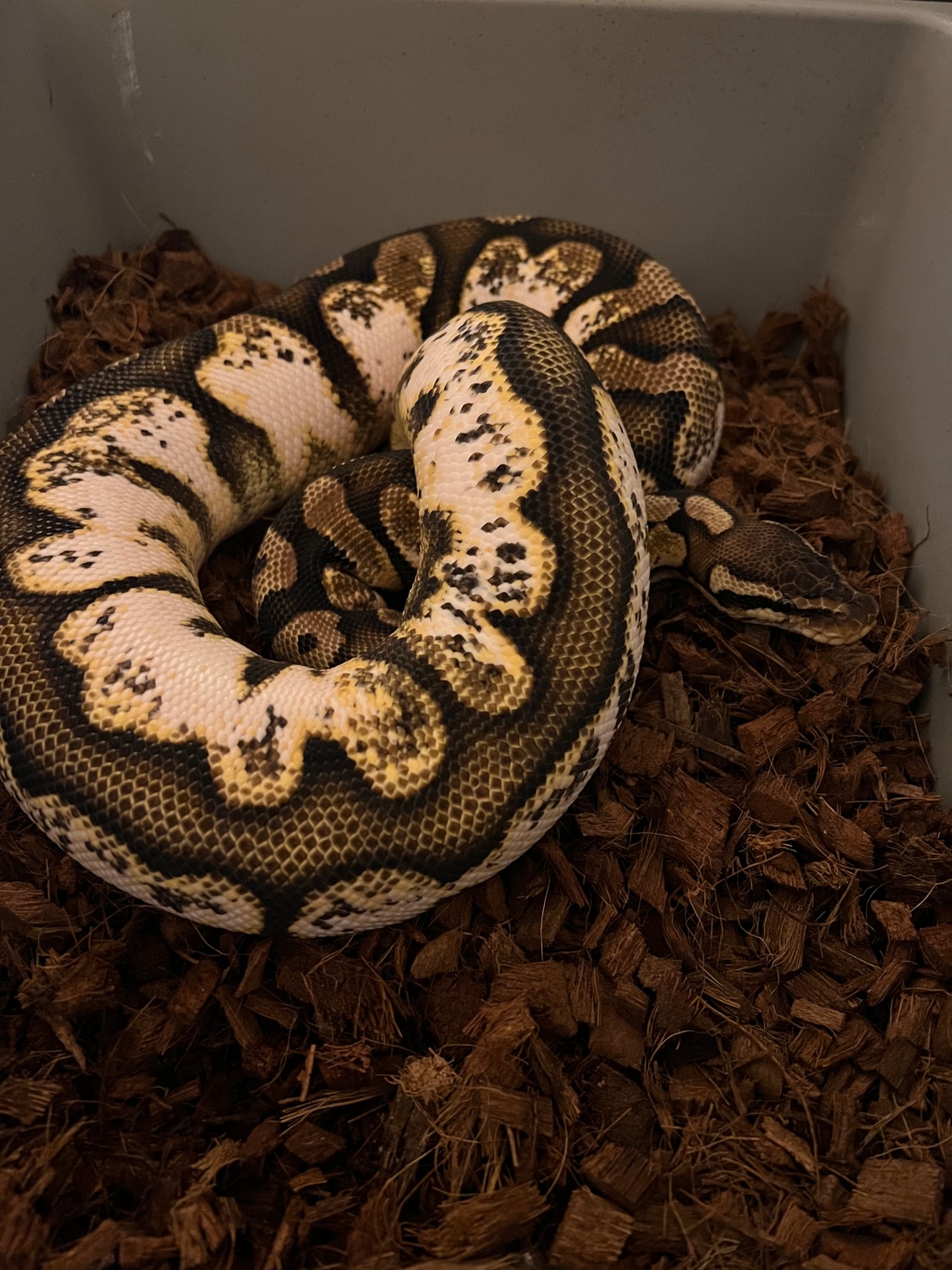 Pastel Fire Calico Poss Het Monarch Ball Python by Kori Martin Reptiles ...