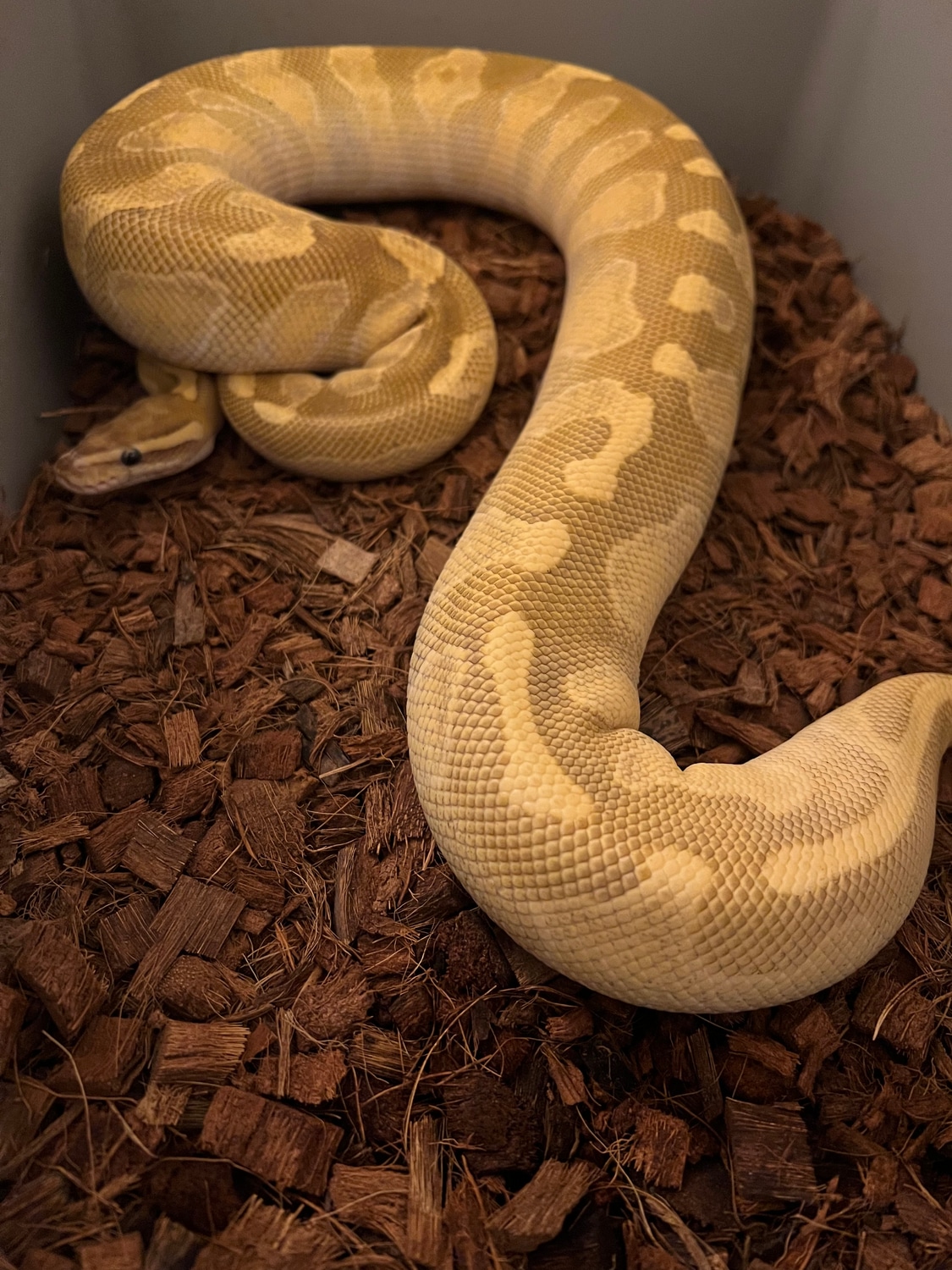 Enchi Lesser Vanilla/Fire Het Black Axanthic Ball Python by Kori Martin ...