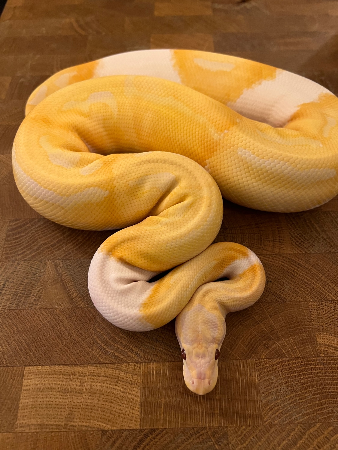 GHI Lavender Albino Pied Ball Python by Kori Martin Reptiles - MorphMarket