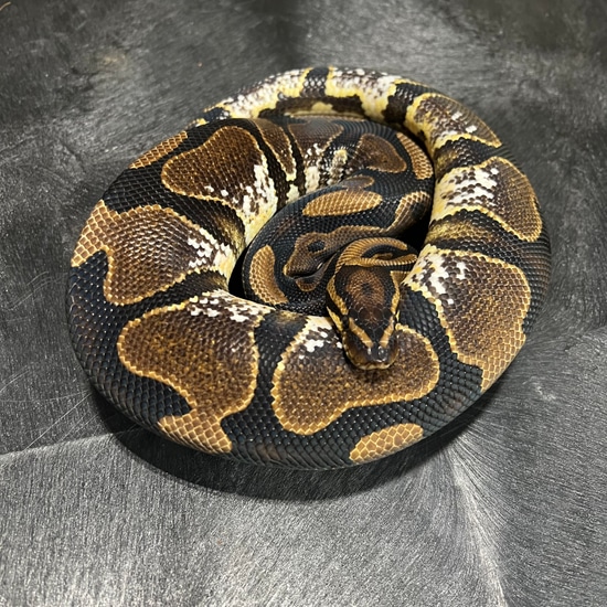 Calico Het Black Axanthic Ball Python by Kori Martin Reptiles