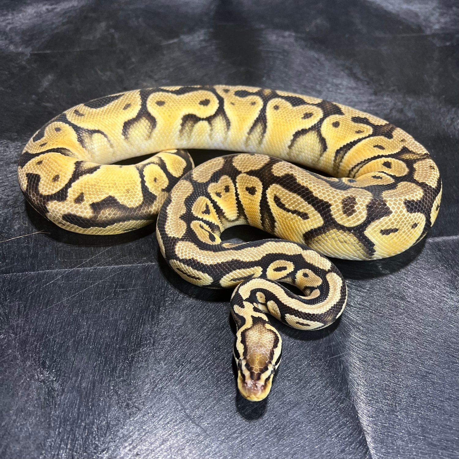 Pastel Orange Dream Poss Vanilla Het Clown *FREE SHIPPING* Ball Python ...