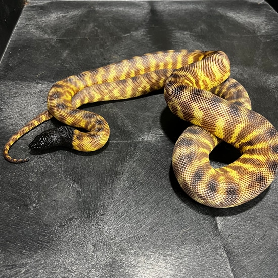 2019 Black-Headed Python *FREE SHIPPING* by Kori Martin Reptiles