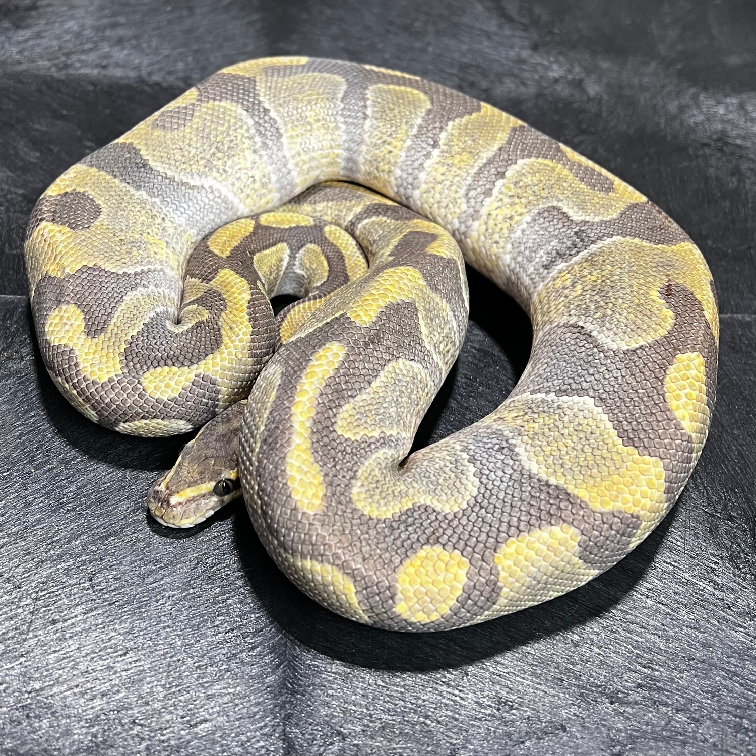 Super Enchi Chocolate Hypo *FREE SHIPPING Ball Python by Kori Martin ...