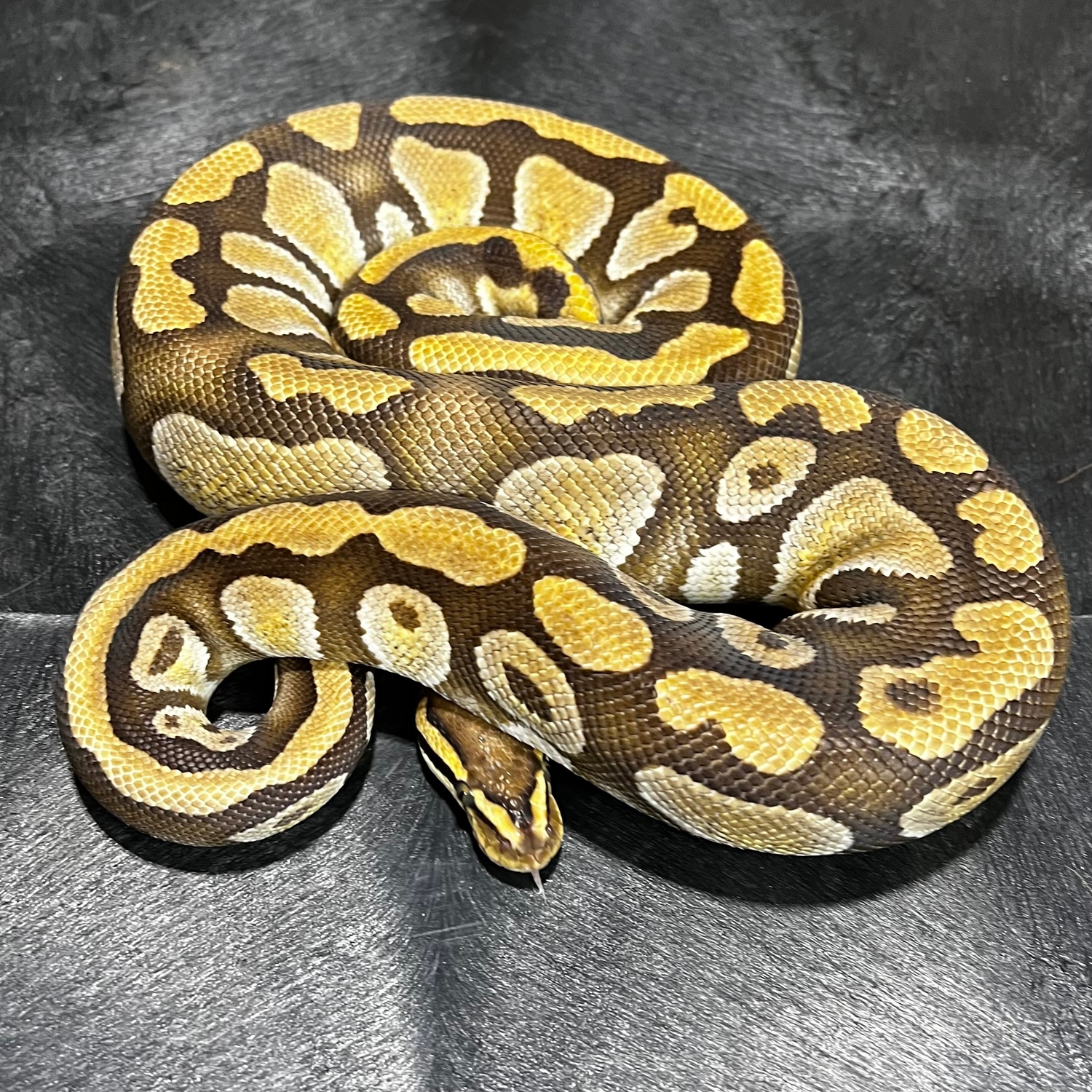 Proven Cypress Enchi Double Het Hypo Clown *FREE SHIPPING* Ball Python ...