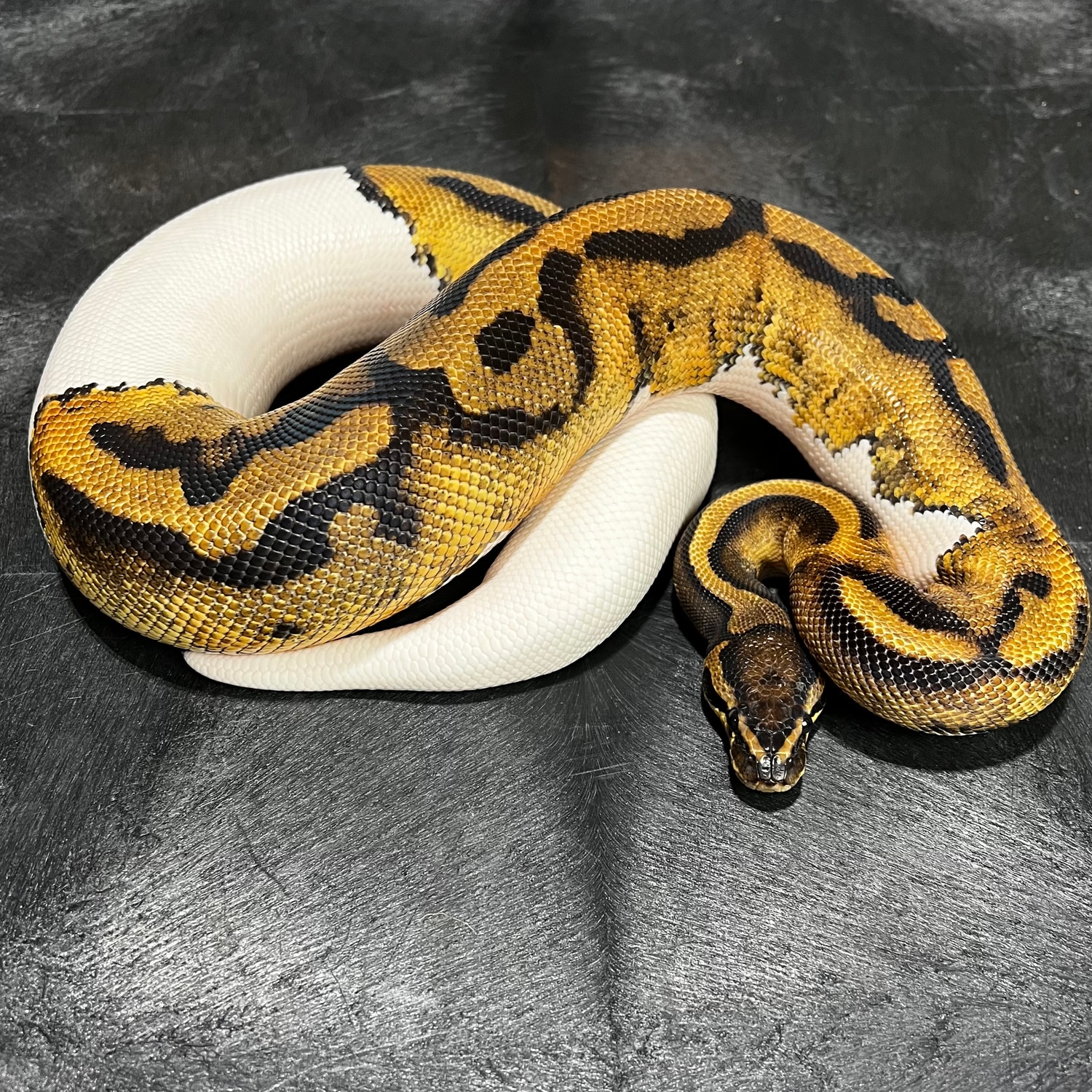 RTB Pied Het Lavender Albino *Free Shipping* Ball Python by Kori Martin ...