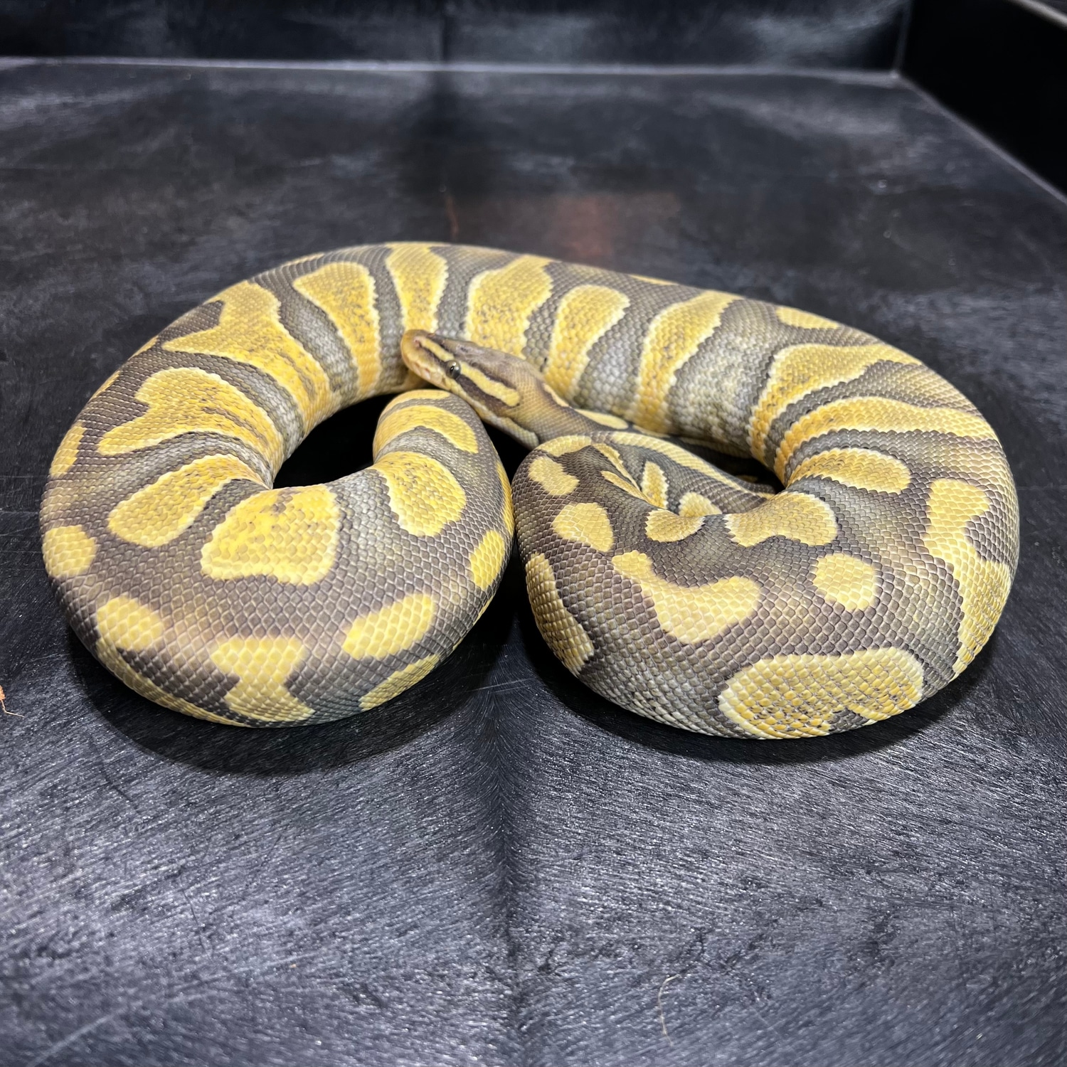 Pastel Enchi Chocolate Hypo *Free Shipping* Ball Python by Kori Martin ...