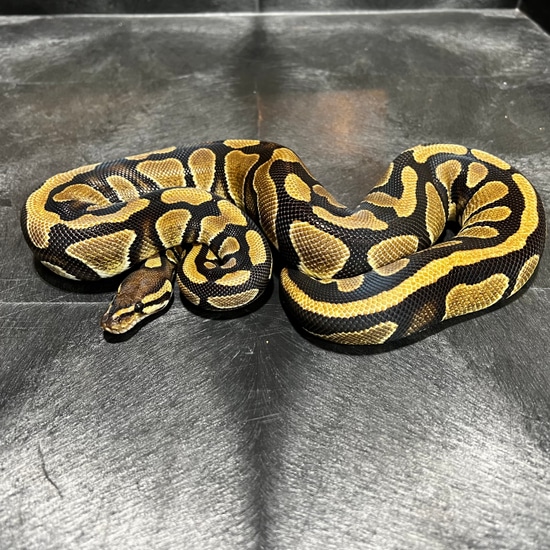 Double Het Enhancer Genetic Stripe *Free Shipping* Ball Python by Kori Martin Reptiles