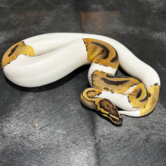 Proven Pied Double Het Hypo Clown *Free Shipping* Ball Python by Kori ...