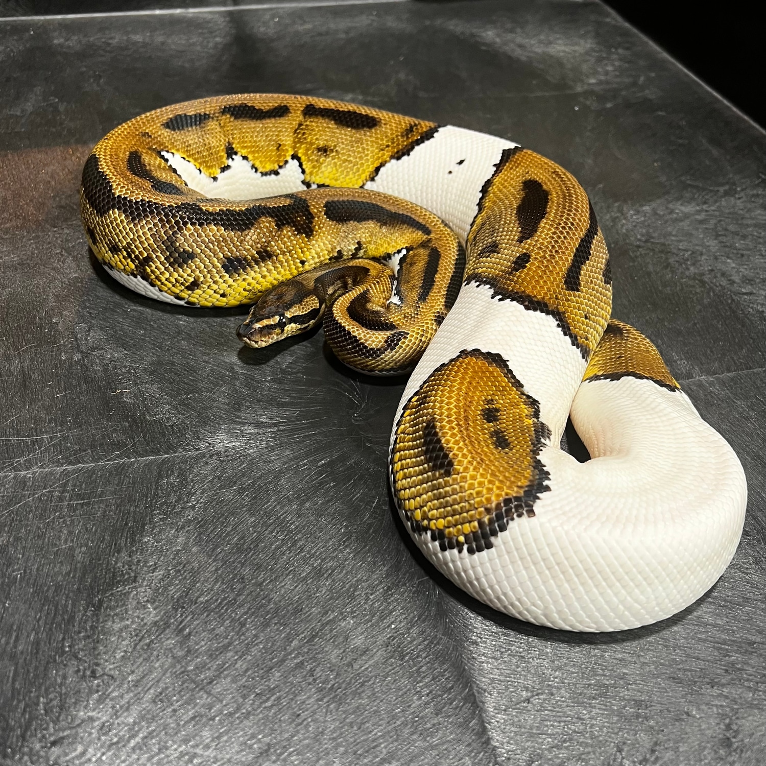 Proven Leopard Pied Het Hypo *Free Shipping* Ball Python by Kori Martin ...