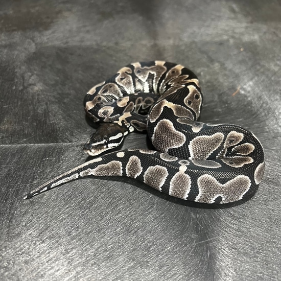 Black Axanthic Ball Python by Kori Martin Reptiles