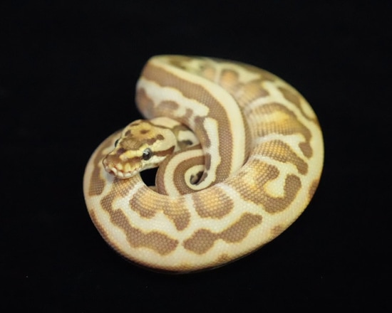 Leopard Lesser Spotnose Monarch Het Clown Ball Python by Kori Martin ...