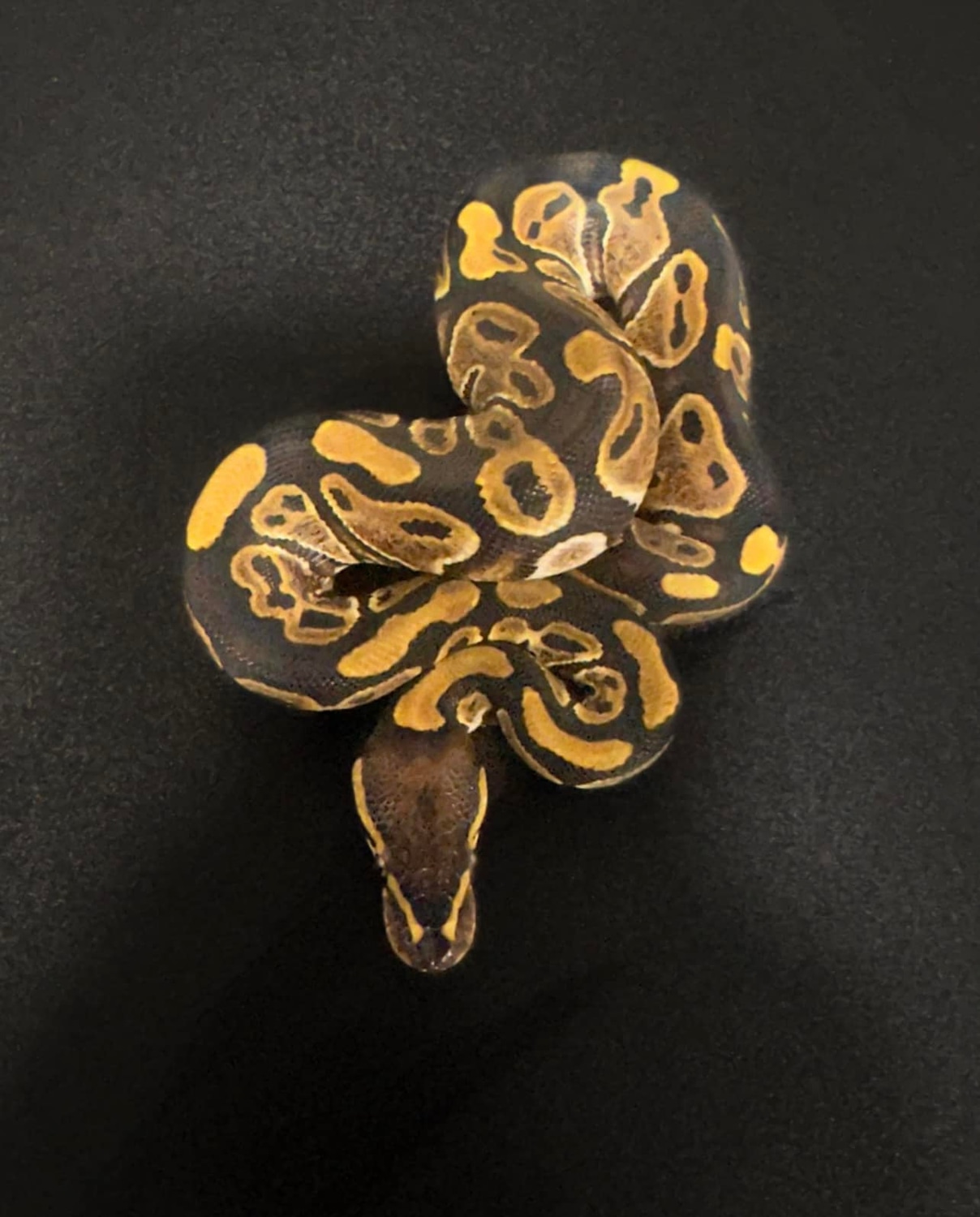 Normal Ball Python by Radical Reptiles - MorphMarket