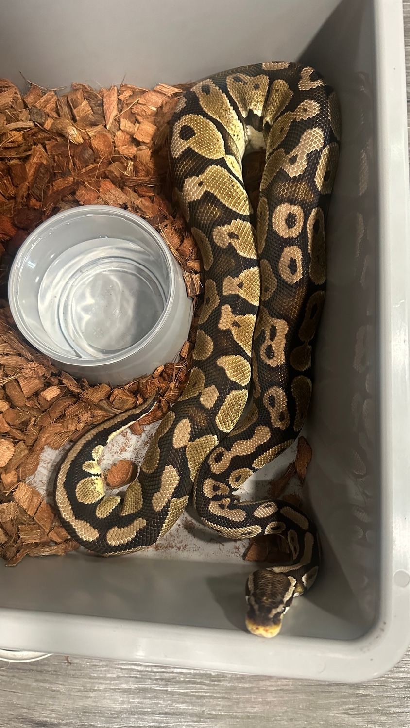 Pastel Ball Python by Radical Reptiles - MorphMarket