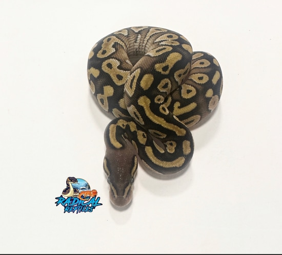 Pastave Ball Python by Royal Nation Creations