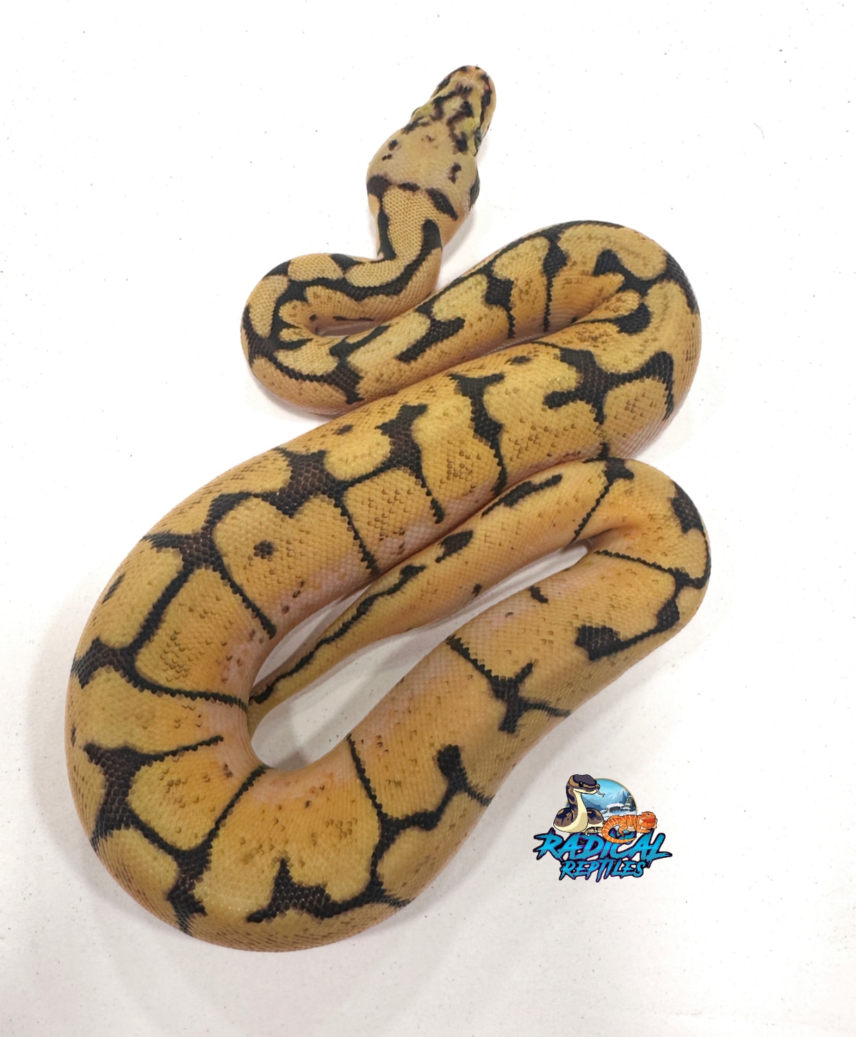 Bumble Bee Ball Python by Radical Reptiles - MorphMarket