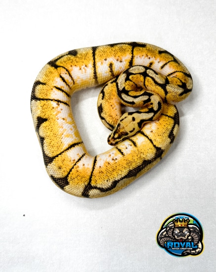 Bumble Bee Ball Python by Royal Nation Creations