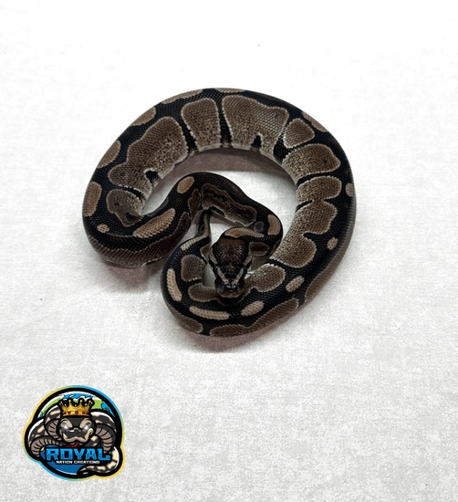 Vpi Axanthic Ball Python By Royal Nation Creations