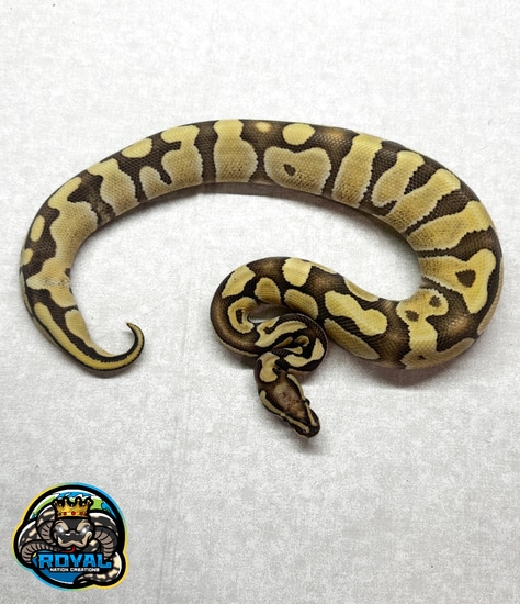 Enchi Desert Ghost Ball Python by Royal Nation Creations