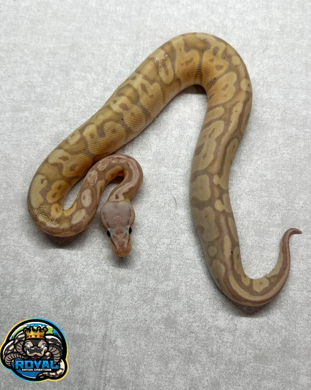 Pastel Banana Ball Python by Royal Nation Creations