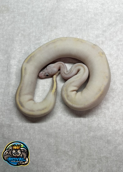 Pastel Ivory Ball Python by Royal Nation Creations