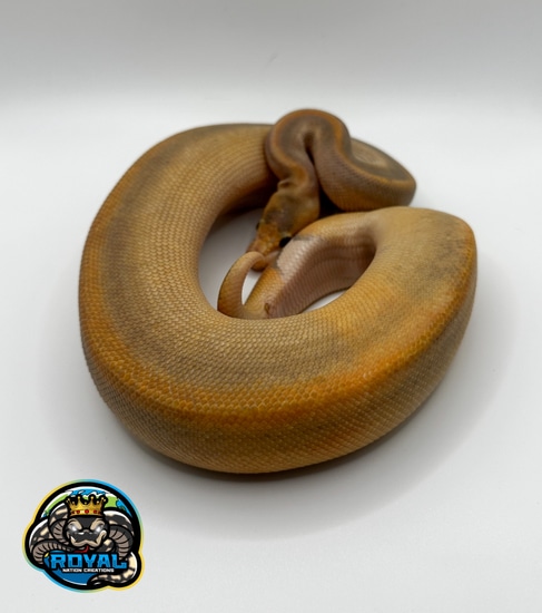 Black Pastel Mimosa Ball Python by Royal Nation Creations