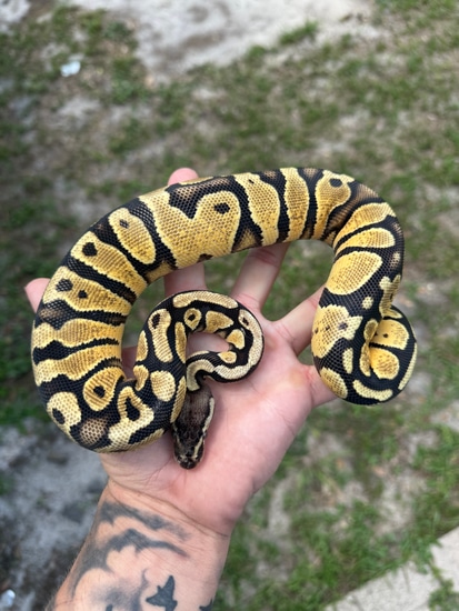 Pastel Yellow Belly Ball Python by Royal Nation Creations