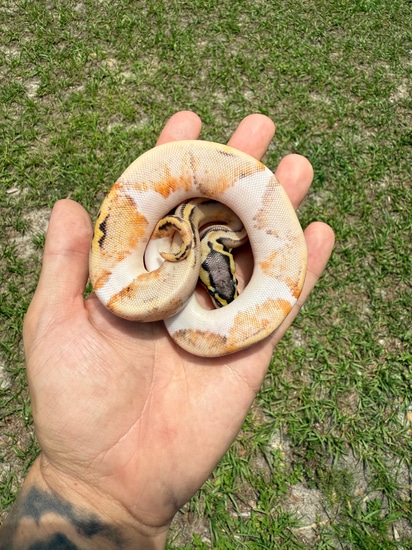 Superfly Pied Het Clown Ball Python by Royal Nation Creations