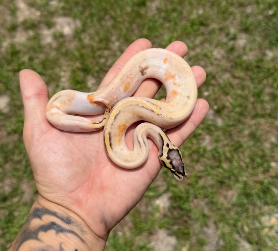 Superfly Pied Het Clown Ball Python by Royal Nation Creations
