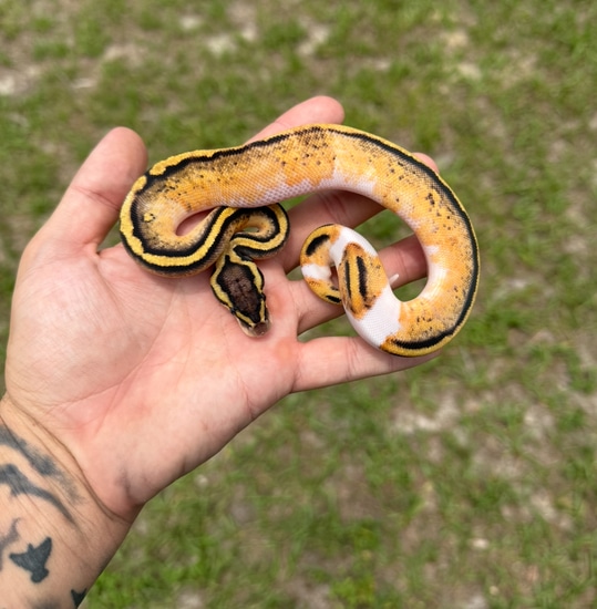 Firefly Pied Het Clown Ball Python by Royal Nation Creations