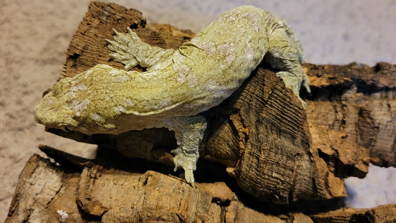 Nuu Ami X GTB Leachieanus Leachianus Gecko by Radioactive Reptiles ...