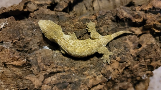 GTx X Nuu Ana Leachie Leachianus Gecko by Radioactive Reptiles