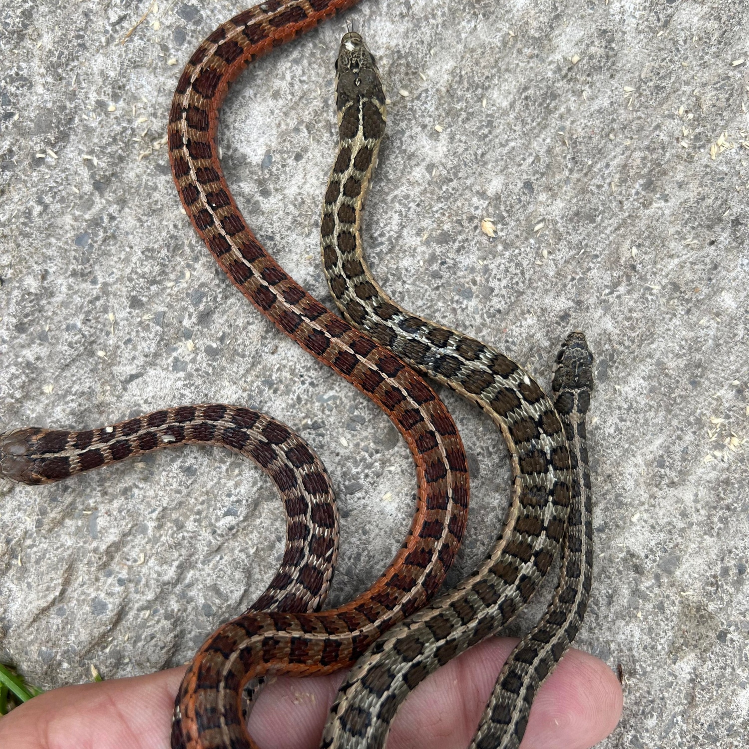 Thamnophis Scalaris (Longtail Alpine ) Garter Snake by RJs Garter ...