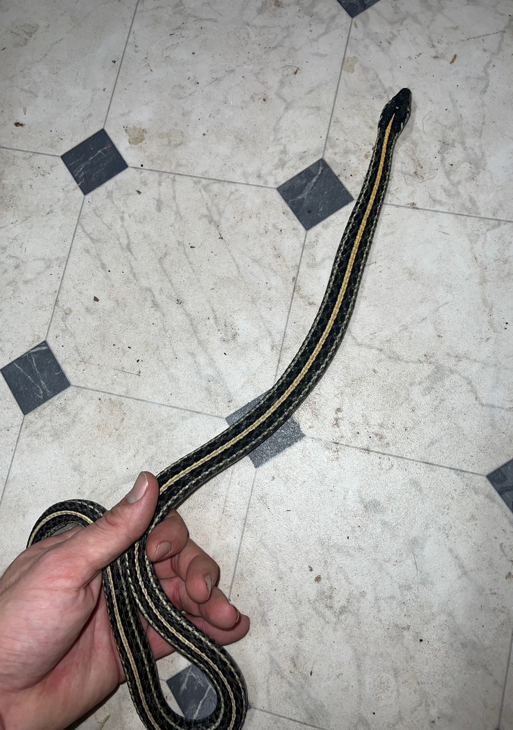 Proven Quad Het Radix Adult Female Garter Snake by RJs Garter Snakes ...