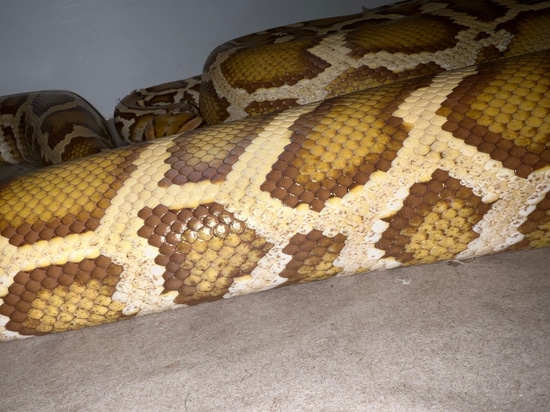 10 Adults 10 Pvc Cages Burmese Python by RJs Garter Snakes