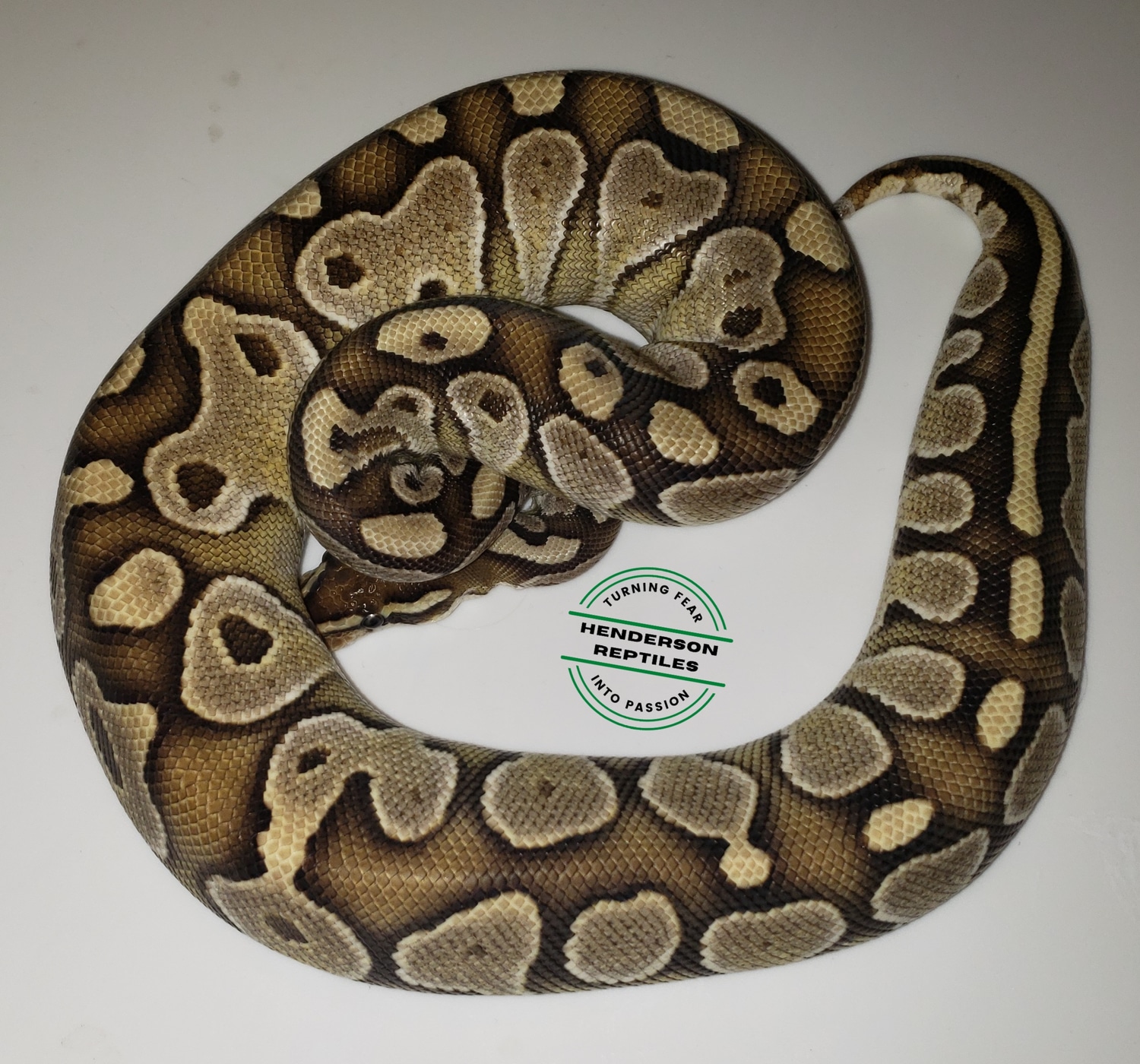 Butter 100% Het Albino 500G Ball Python by Henderson Reptiles - MorphMarket
