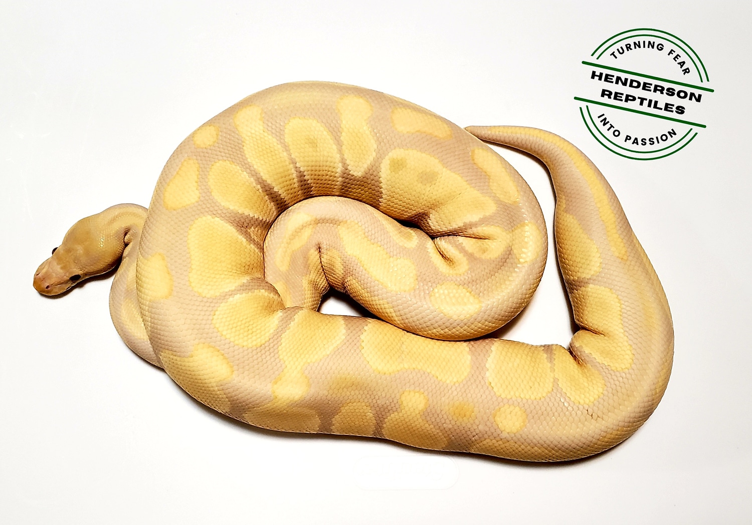 RTB Candino 1600G Ball Python by Henderson Reptiles - MorphMarket